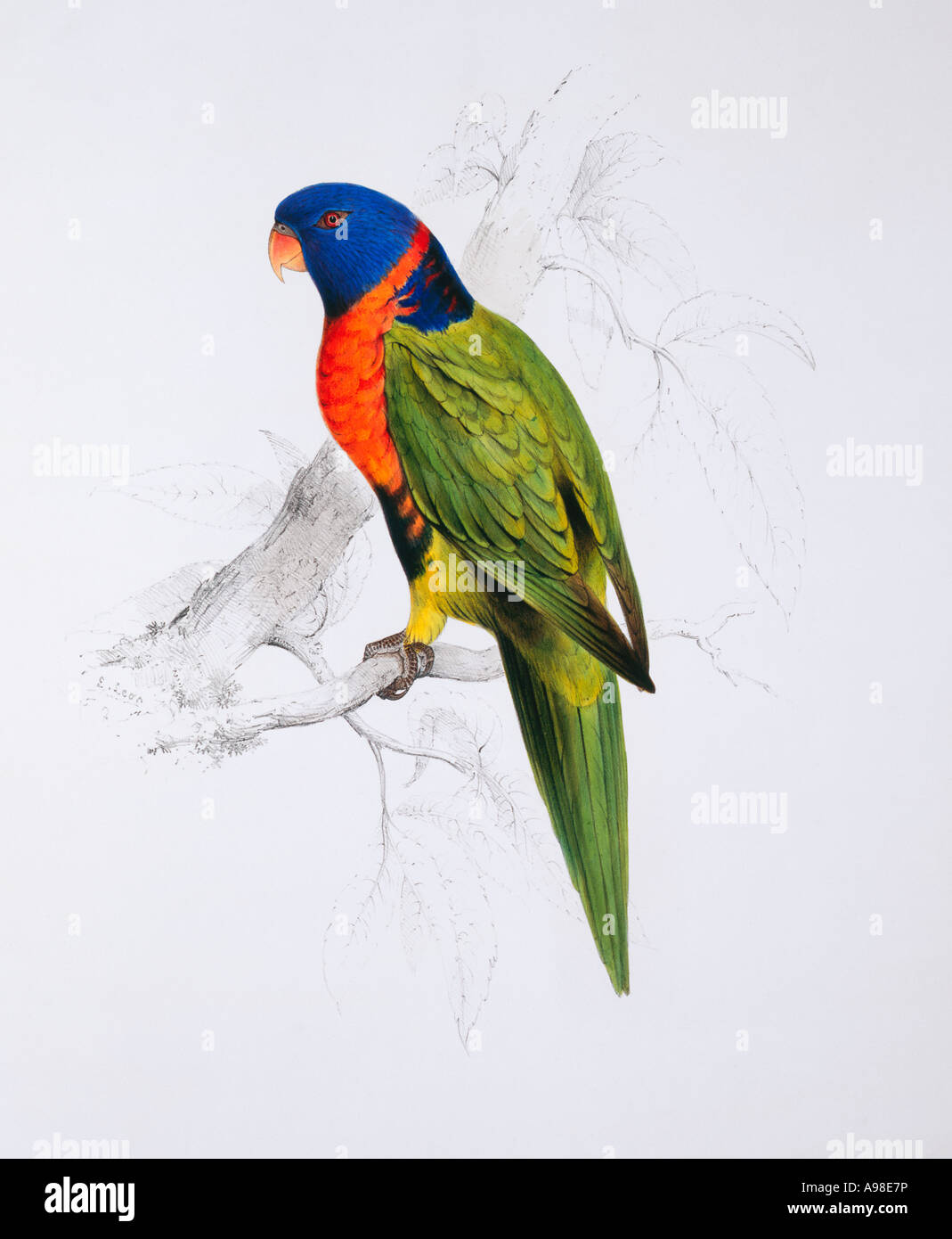 Tricholglossus rubritorquis red collared lorikeet Stock Photo - Alamy
