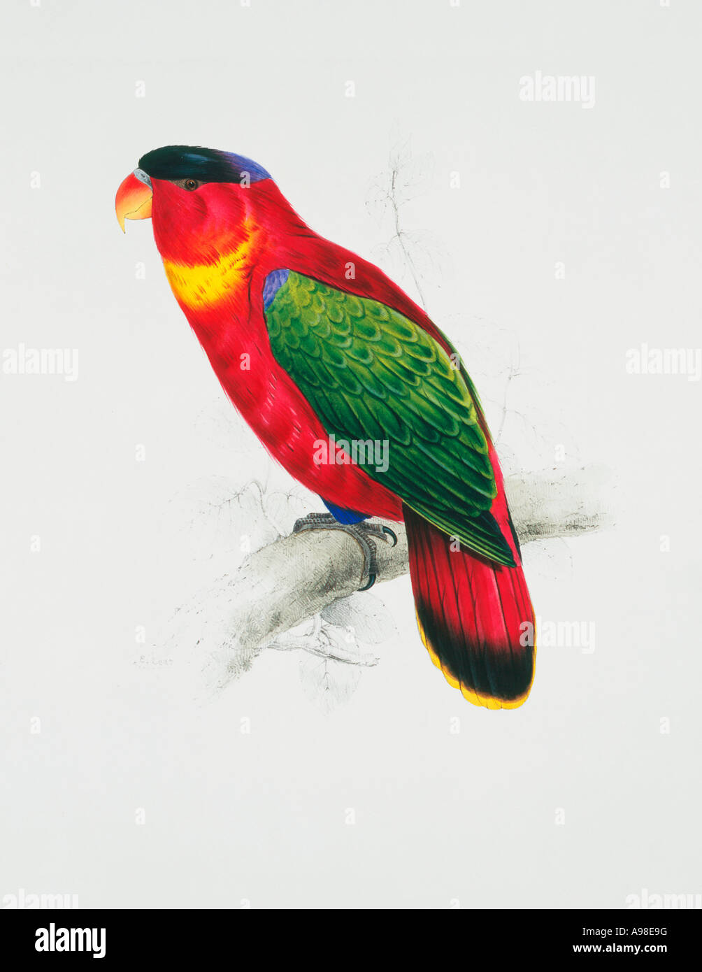 Yellow bibbed lory (lorius chlorocercus Stock Photo - Alamy