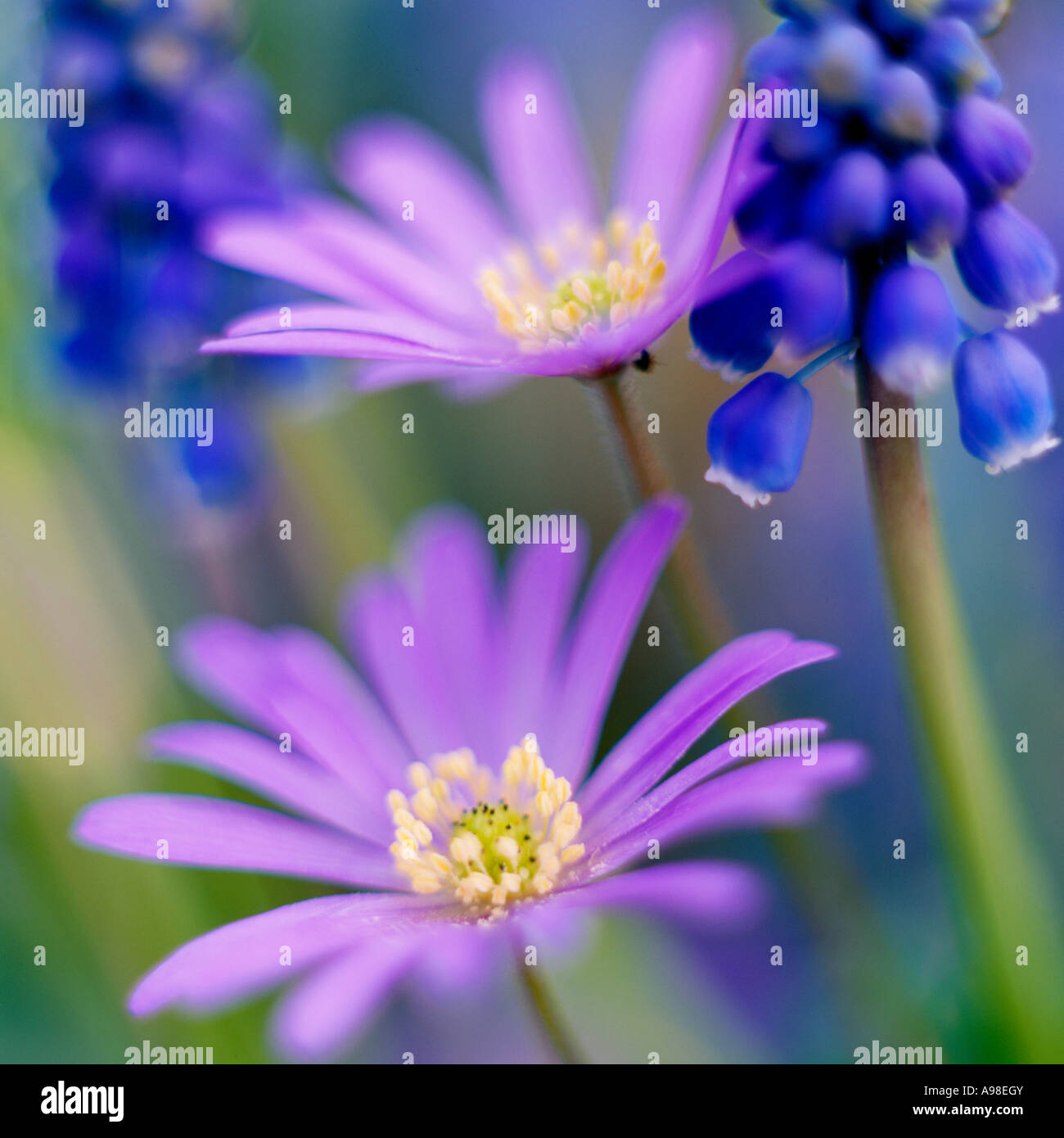 Spring flowering bulbs in the garden Hyacinths Anemone blanda and ...