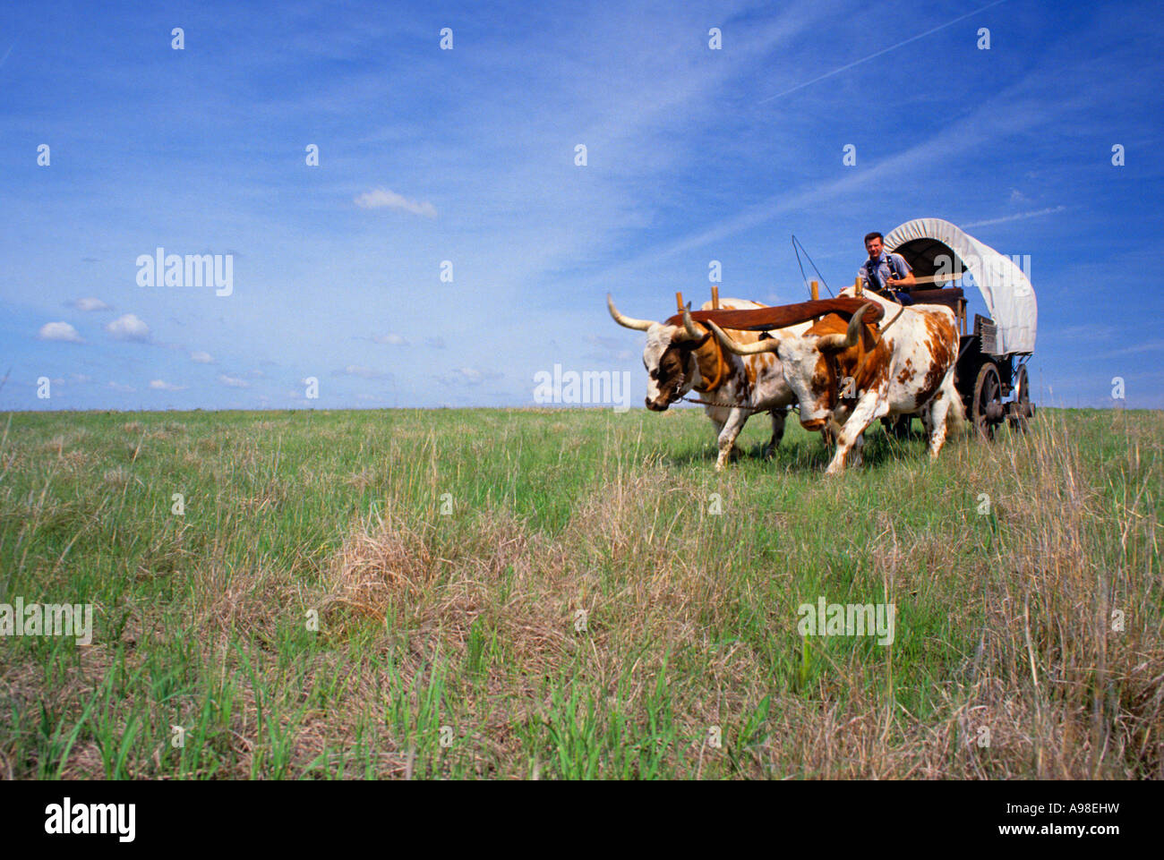 Pioneer Covered Wagon Oxen
