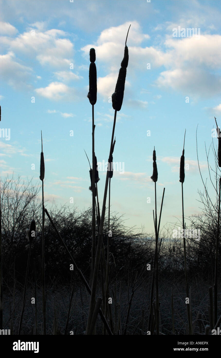 Bulrush cyperus papyrus hi-res stock photography and images - Alamy