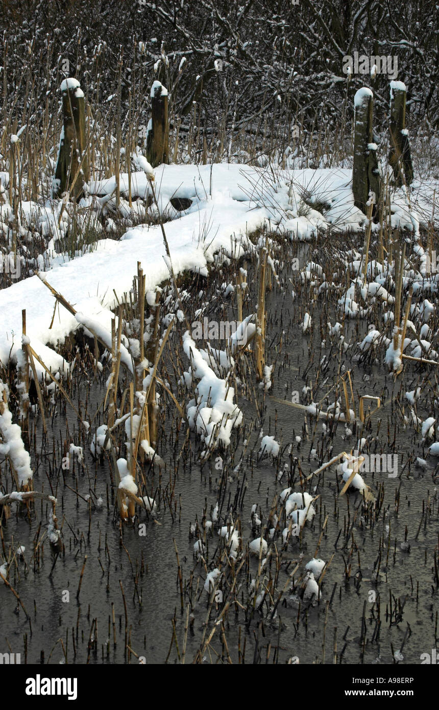 Bulrushes with snow Stock Photo - Alamy