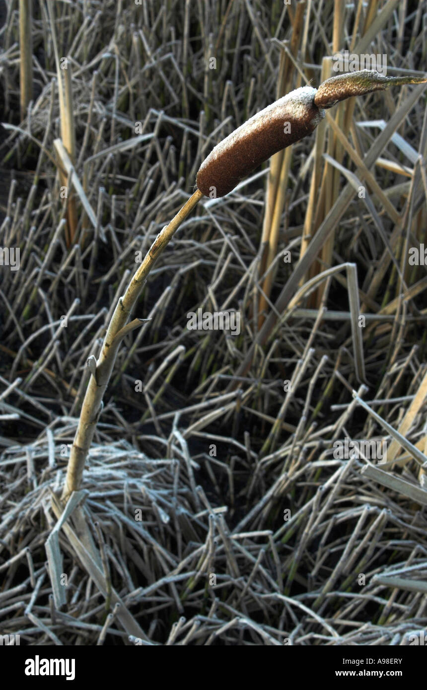 Bulrush cyperus papyrus hi-res stock photography and images - Alamy