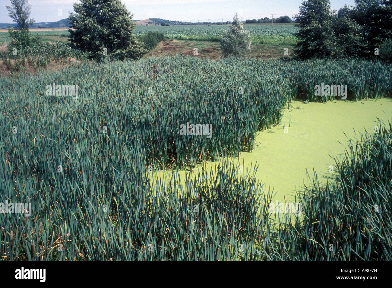 Marsh wetlands swamp green algae hi-res stock photography and images ...
