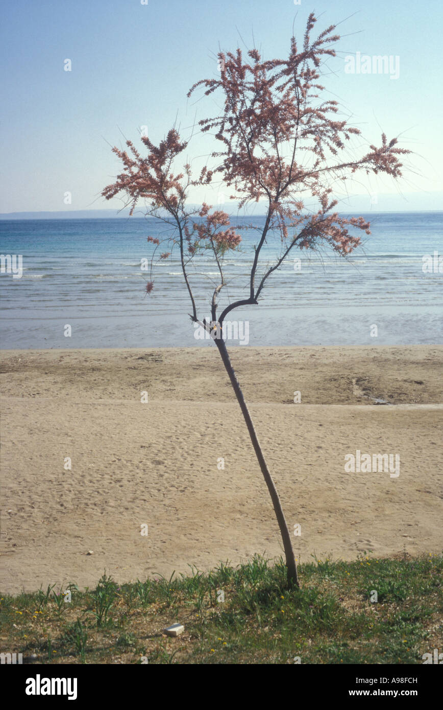 A scrawny tree with red flowers overlooks deserted Bacvice Beach and ...