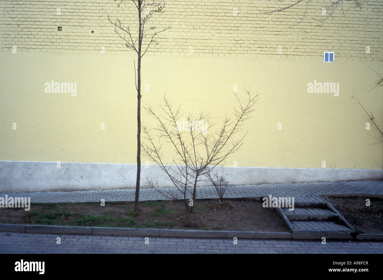 Cityscape tree scrawny pathetic hi-res stock photography and images - Alamy