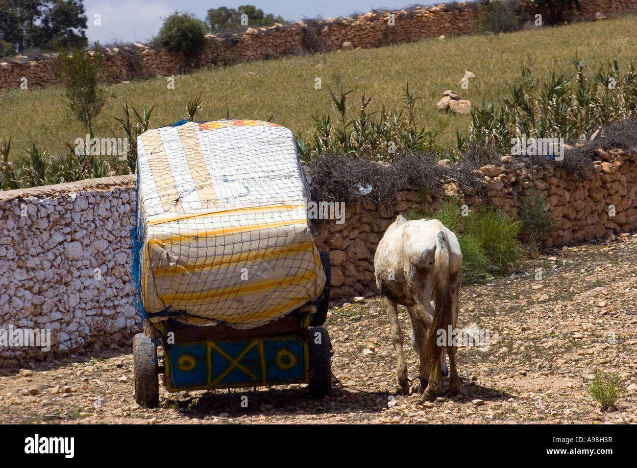 Skinny donkey hi-res stock photography and images - Alamy