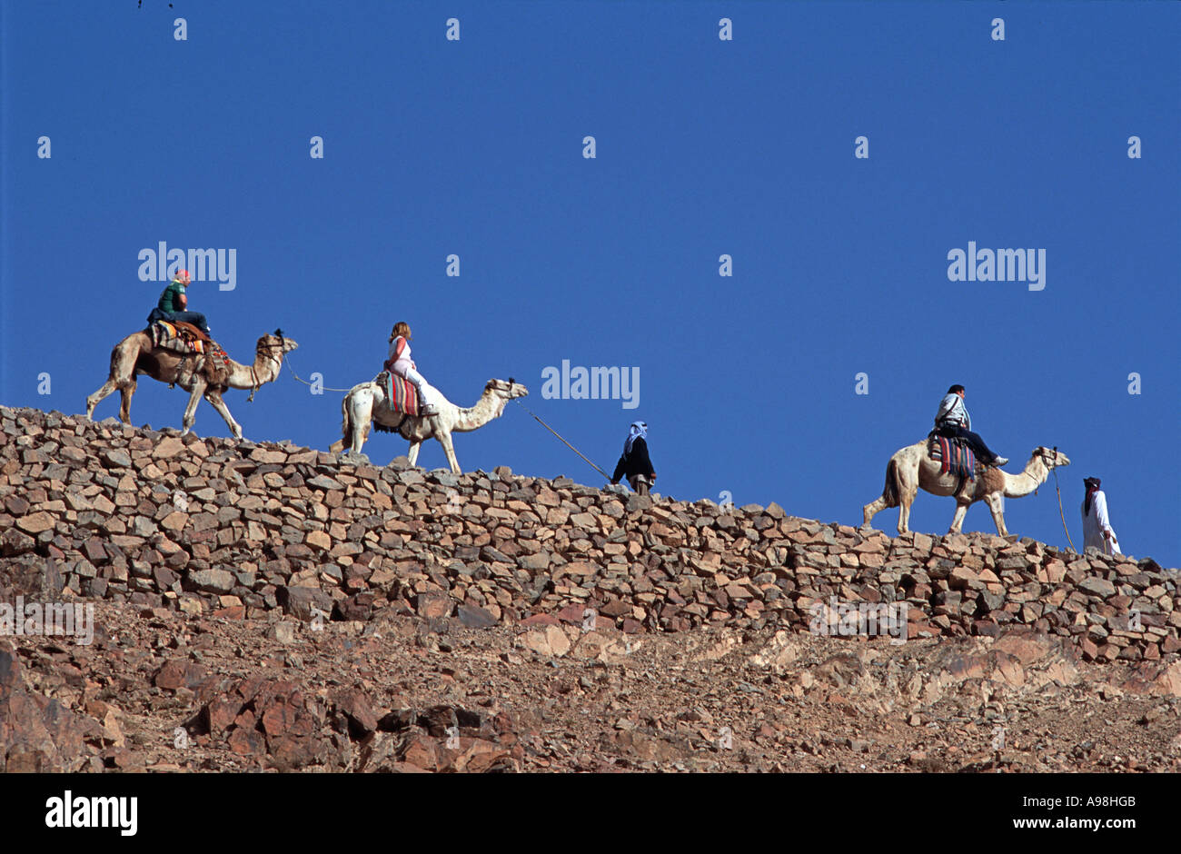 Travelling on camelback on the camel path to the summit of Mount Sinai ...