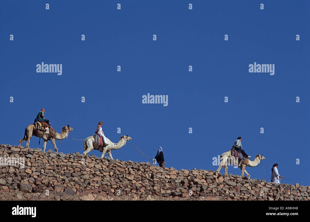 Travelling on camelback on the camel path to the summit of Mount Sinai ...