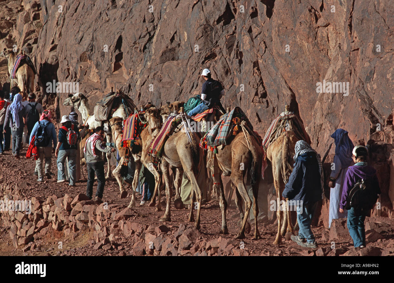 Bedouin camels with their owners awaiting customers to guide down the ...