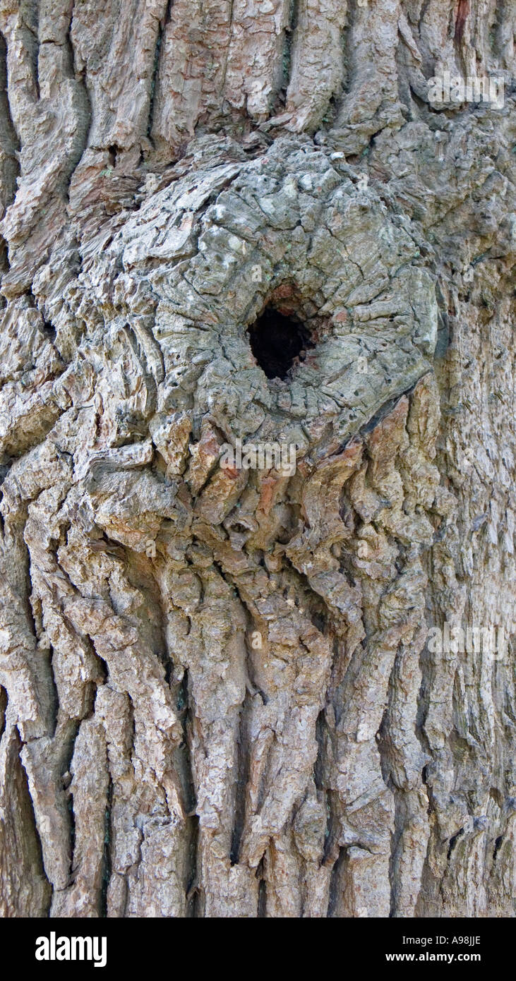 Prominent knot hi-res stock photography and images - Alamy