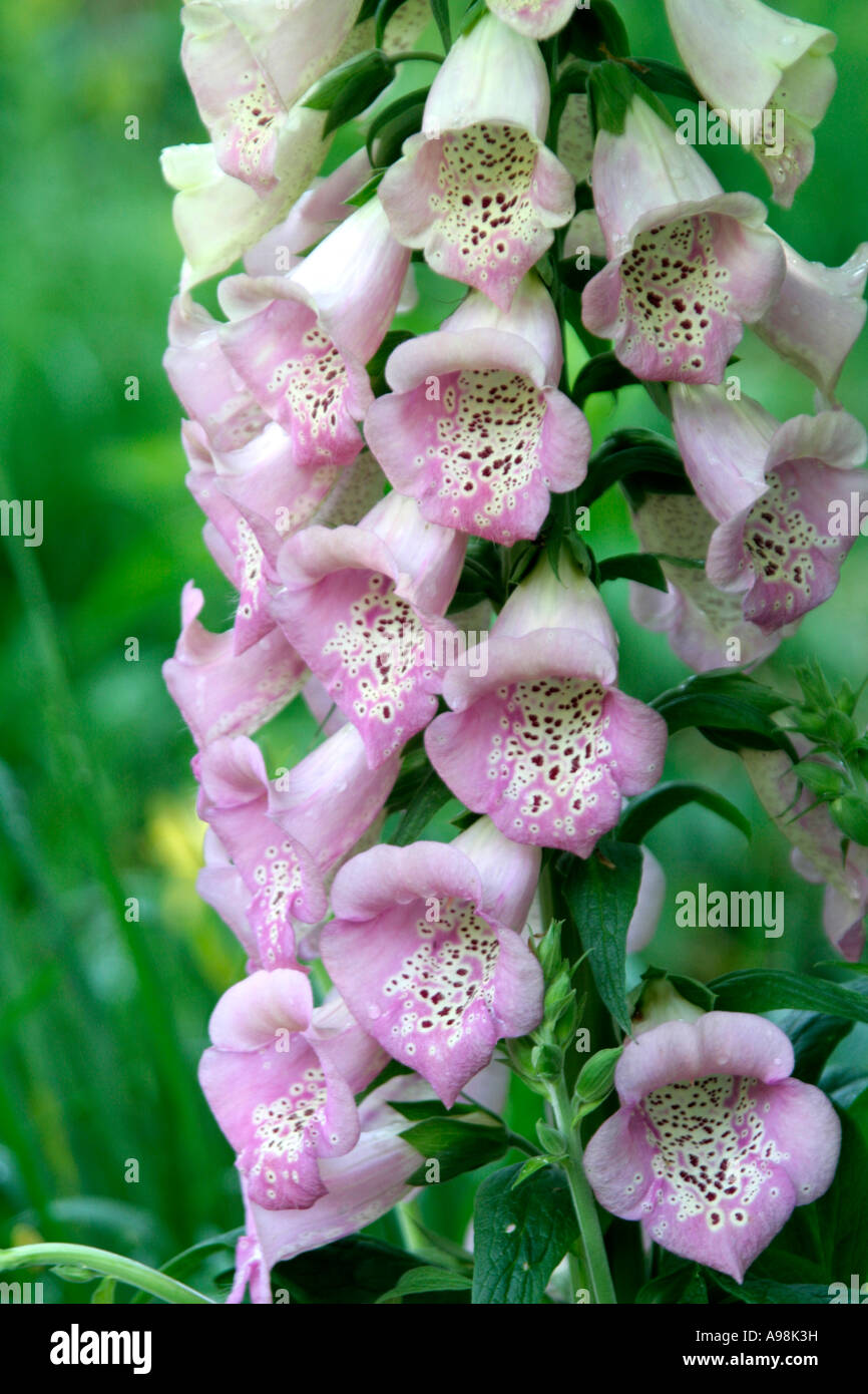 Digitalis purpurea Excelsior hybrid early May Stock Photo - Alamy