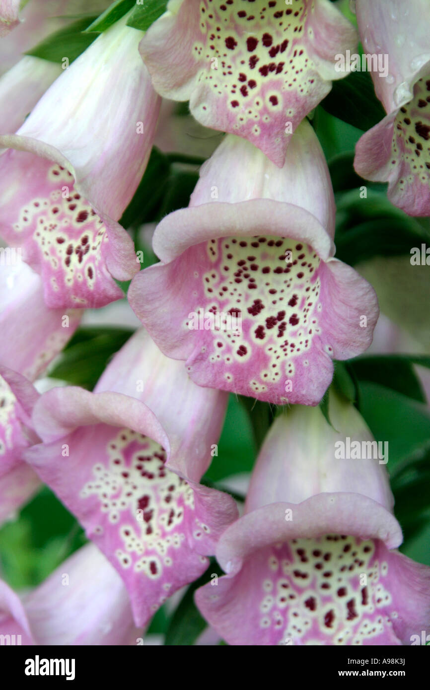 Digitalis purpurea Excelsior hybrid early May Stock Photo - Alamy