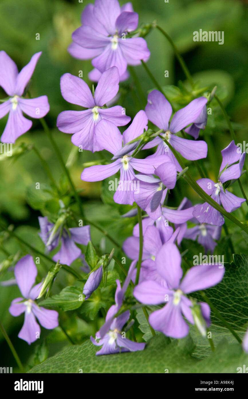 Violaceae hi-res stock photography and images - Alamy