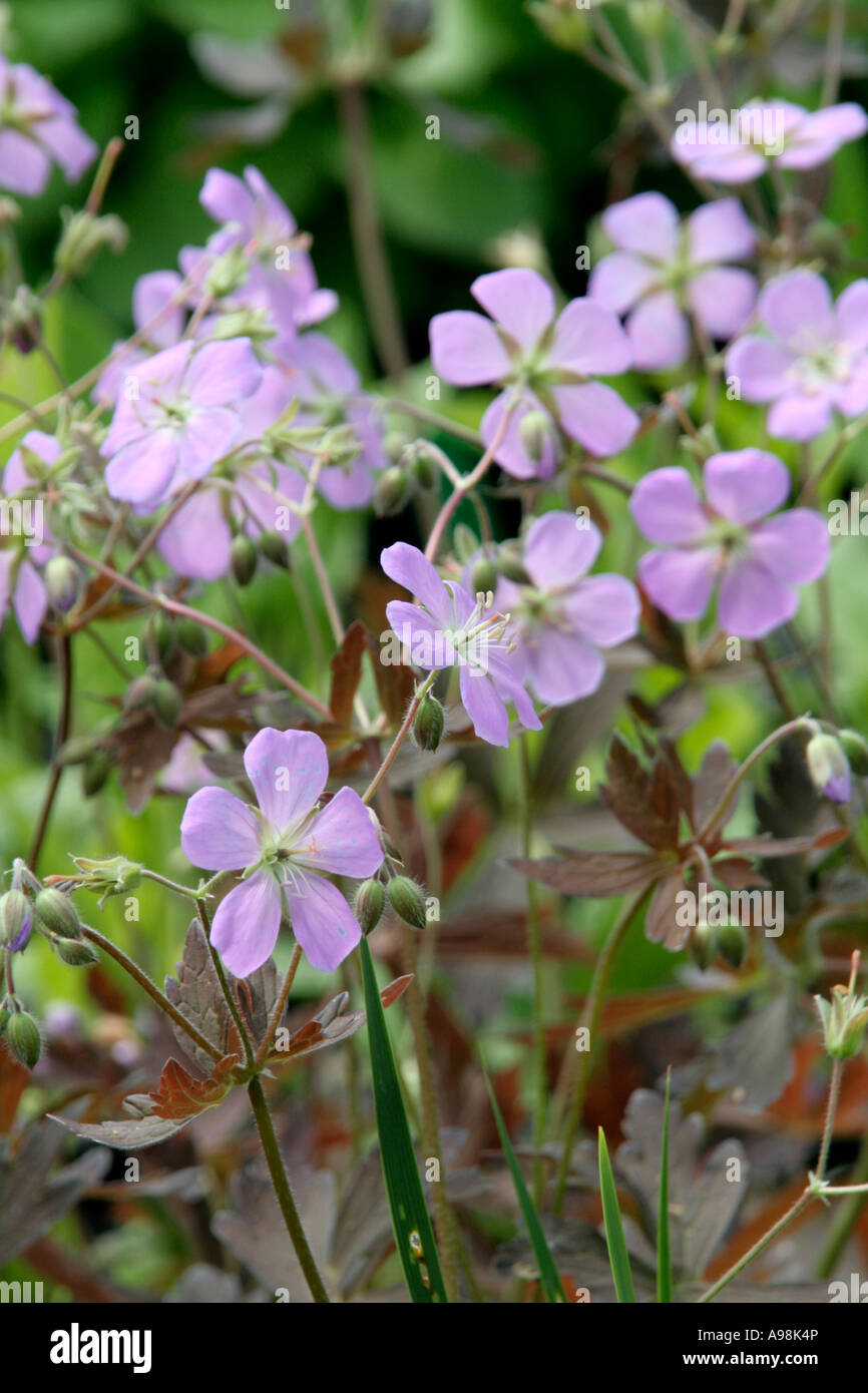 Geranium maculatum Elizabeth Anne in mid May Stock Photo - Alamy