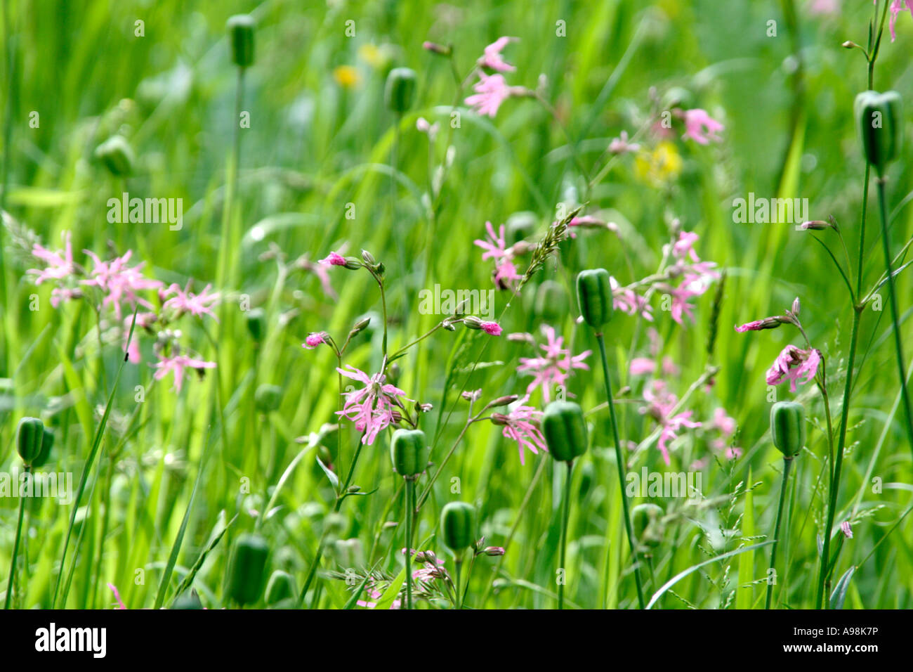 Ragged Robin and the seed heads of snakeshead fritillary in Holbrook ...
