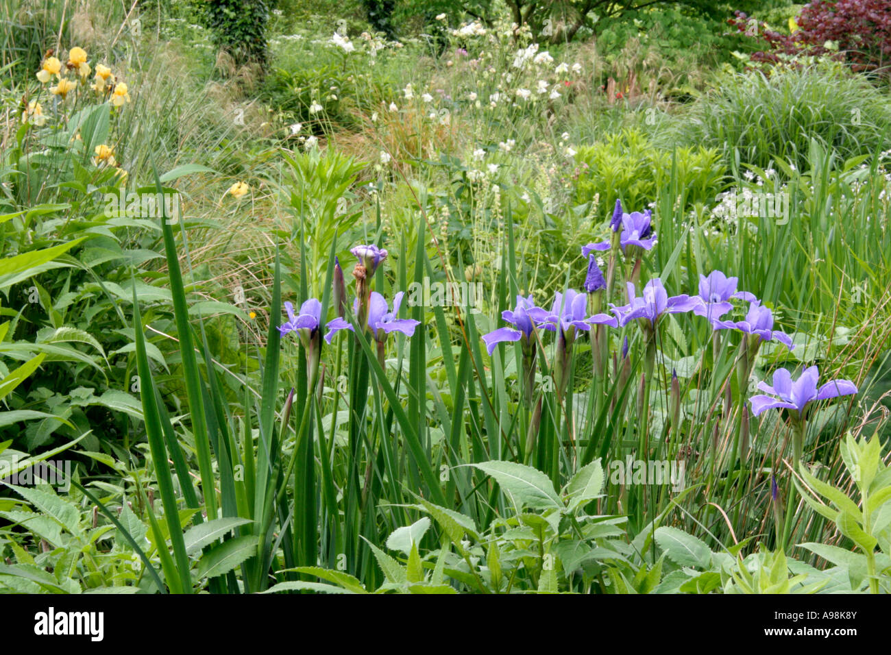 Iris sibirica Silver Edge is a tetraploid form Stock Photo - Alamy
