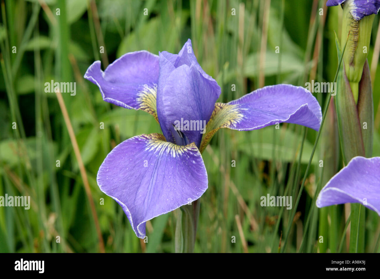 Iris sibirica silver edge hi-res stock photography and images - Alamy