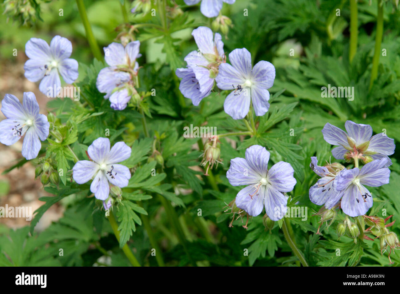 Geranium mrs kendal clark hi-res stock photography and images - Alamy