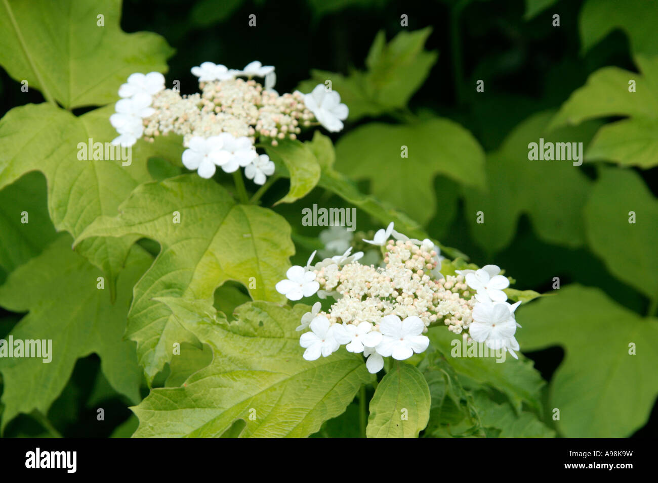 Viburnum opulus aureum the Guelder Rose in flower during May Stock ...