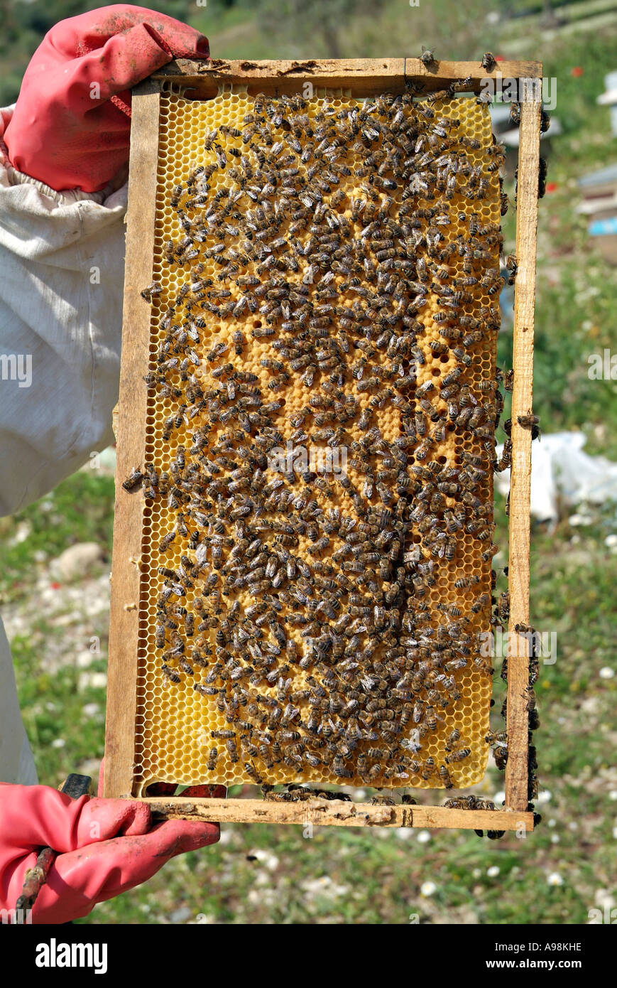 Turkish villager A beekeeper tending to his bees in a rural village ...