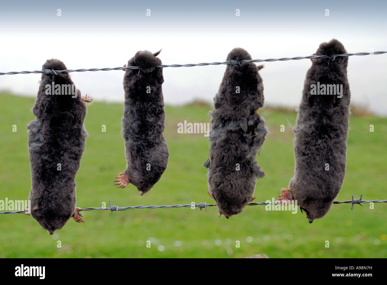 Dead Moles on Barbed Wire in Peak District National Park, Derbyshire ...