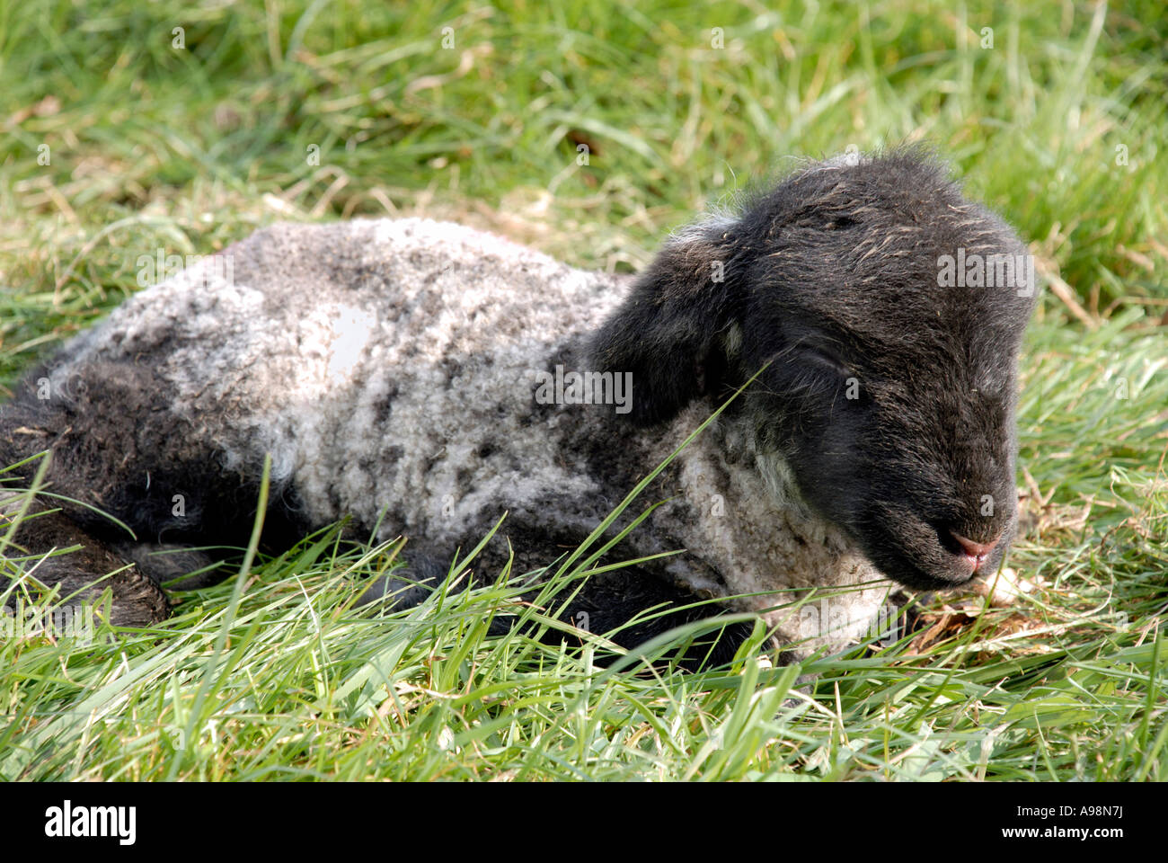Newborn Lamb at Northwood, Derbyshire Stock Photo - Alamy