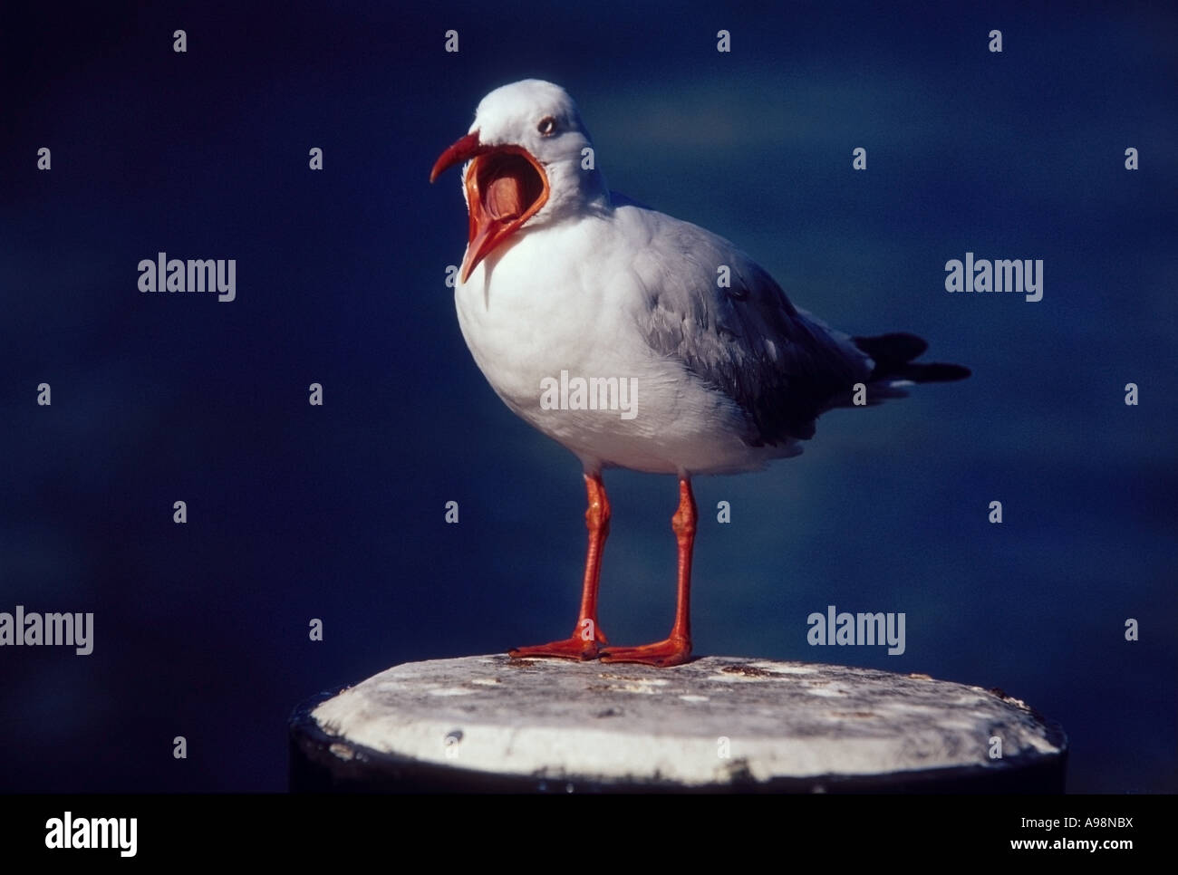 Angry seagull hi-res stock photography and images - Alamy