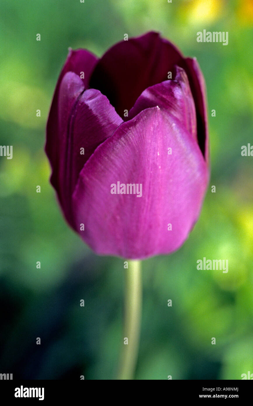 Tulipa sp. - purple tulip flower close up Stock Photo - Alamy