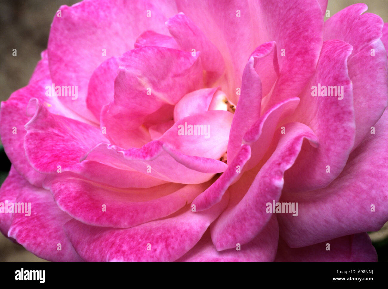 pink rose close up Stock Photo - Alamy