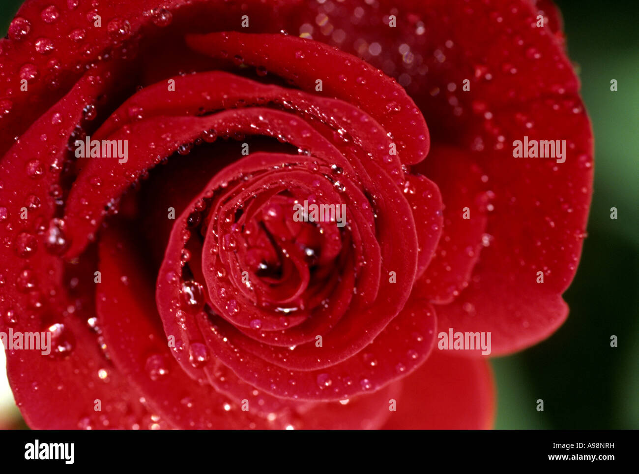 Red rose close up corolla petals flower wet dew drops Stock Photo - Alamy