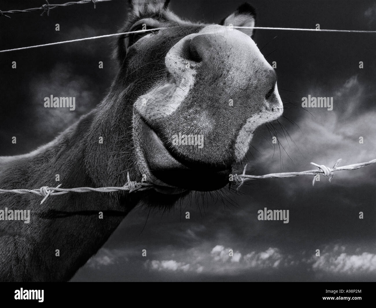 Donkey fur texture hi-res stock photography and images - Alamy