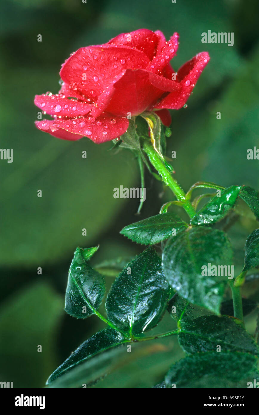 Red little rose Stock Photo - Alamy