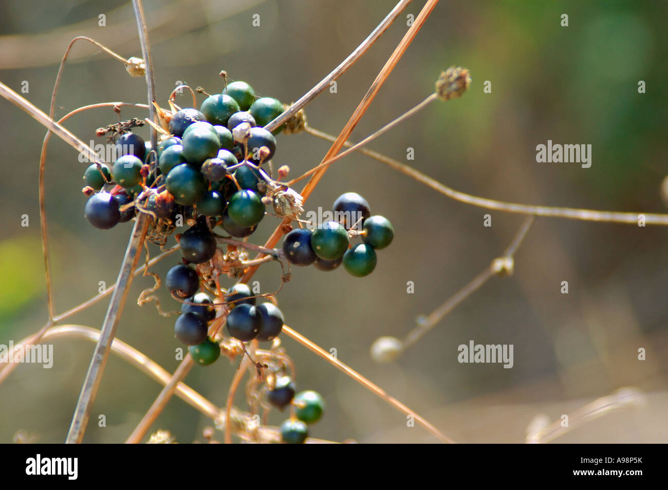 wild cherry tree Stock Photo - Alamy