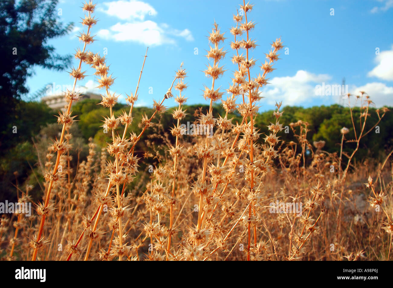 Curt wild hi-res stock photography and images - Alamy