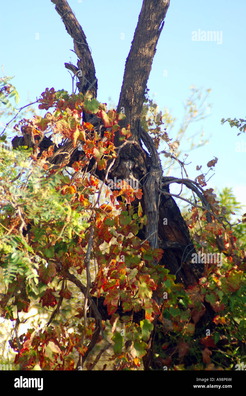 to let oneself go Stock Photo - Alamy