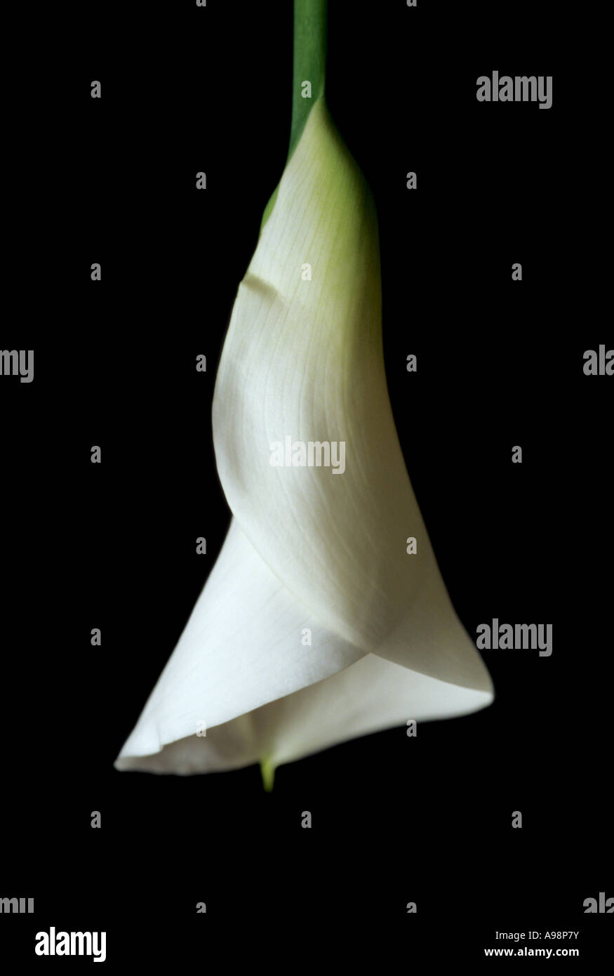 Calla lily close up Stock Photo - Alamy