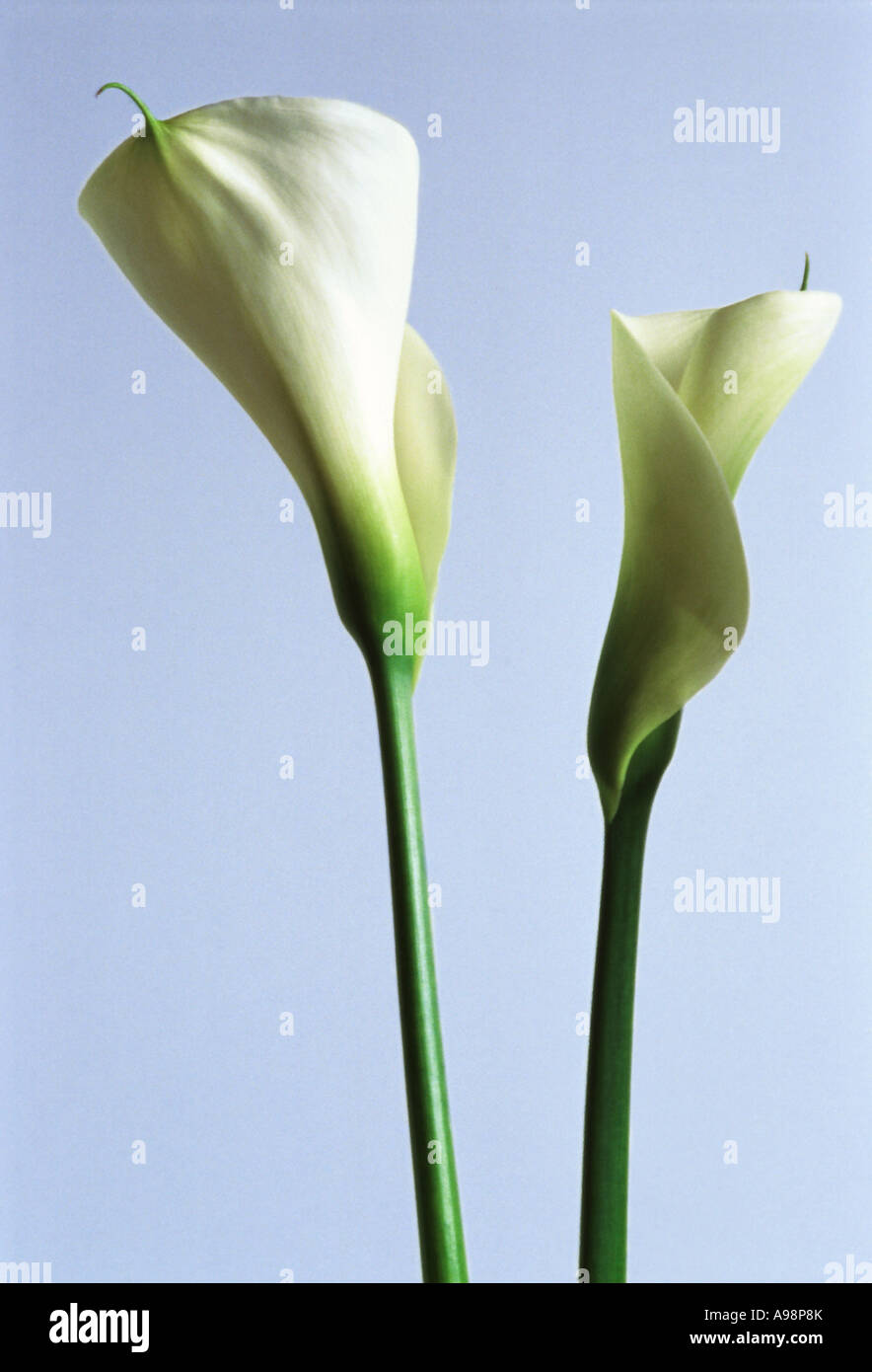 Calla fiore hi-res stock photography and images - Alamy