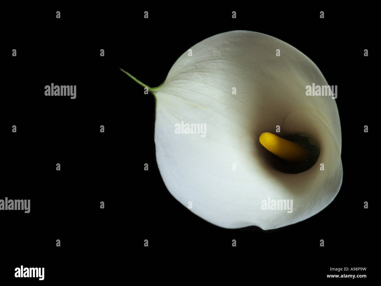 Calla lily close up Stock Photo - Alamy