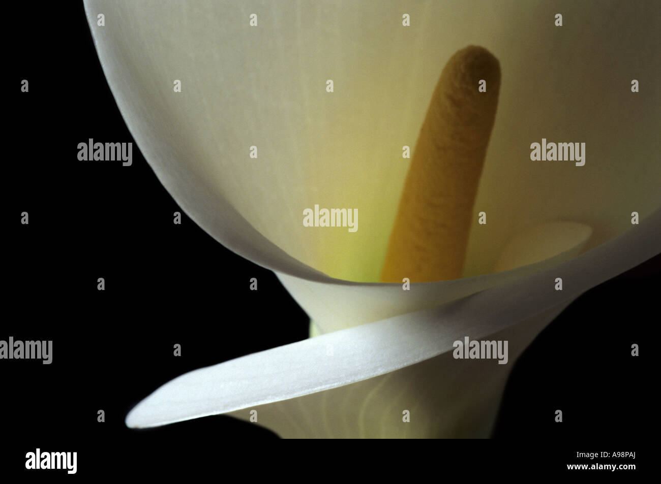 Calla lily close up Stock Photo - Alamy