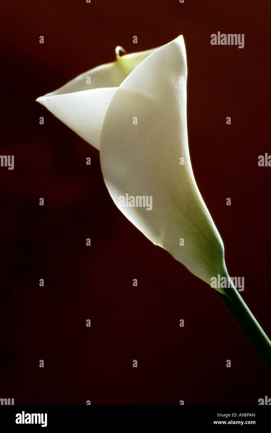 Calla fiore hi-res stock photography and images - Alamy