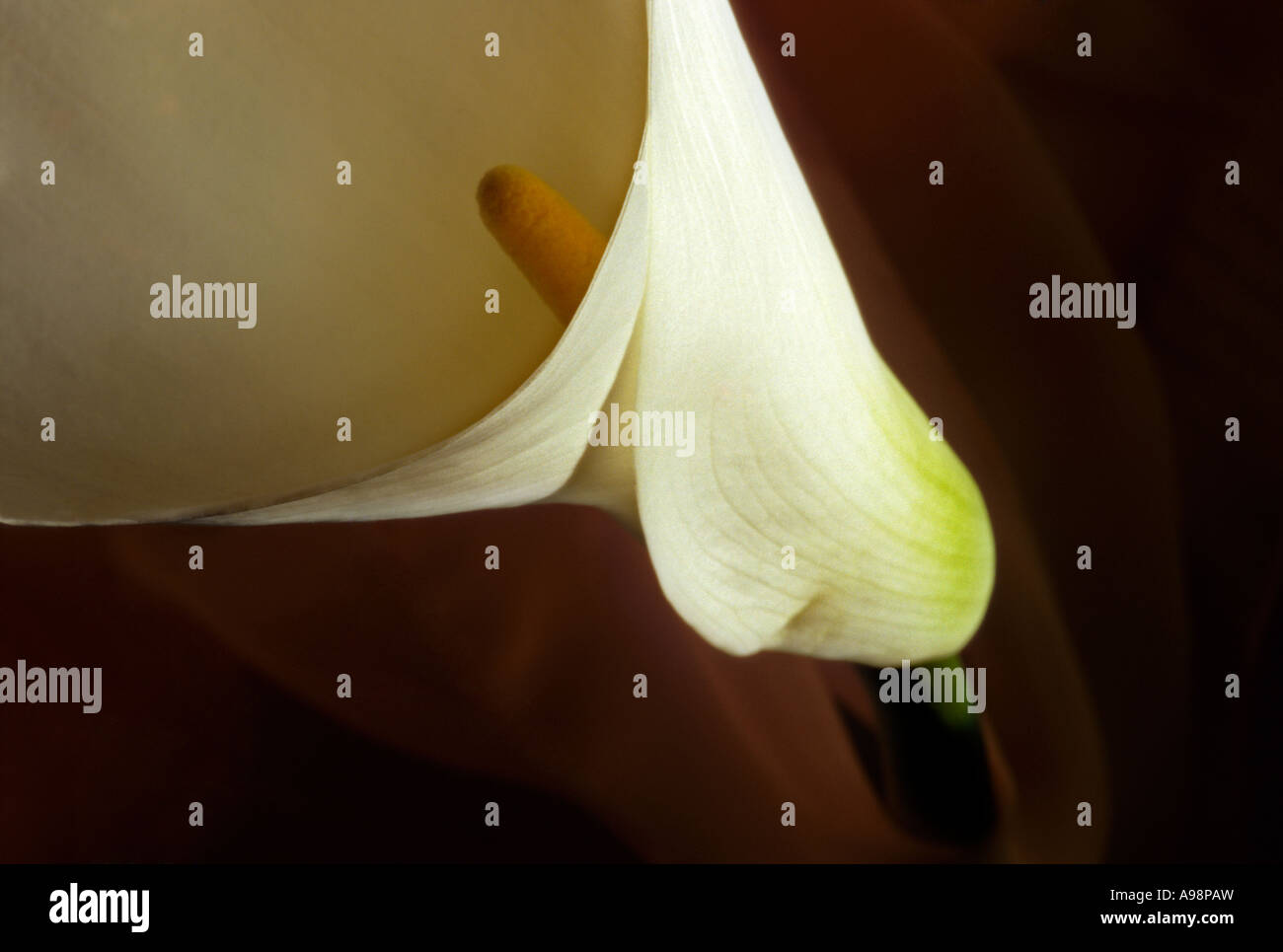 Calla lily close up Stock Photo - Alamy