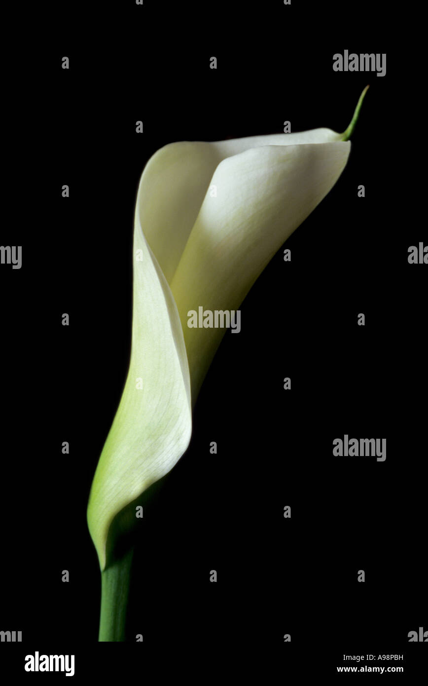 Calla lily close up Stock Photo - Alamy