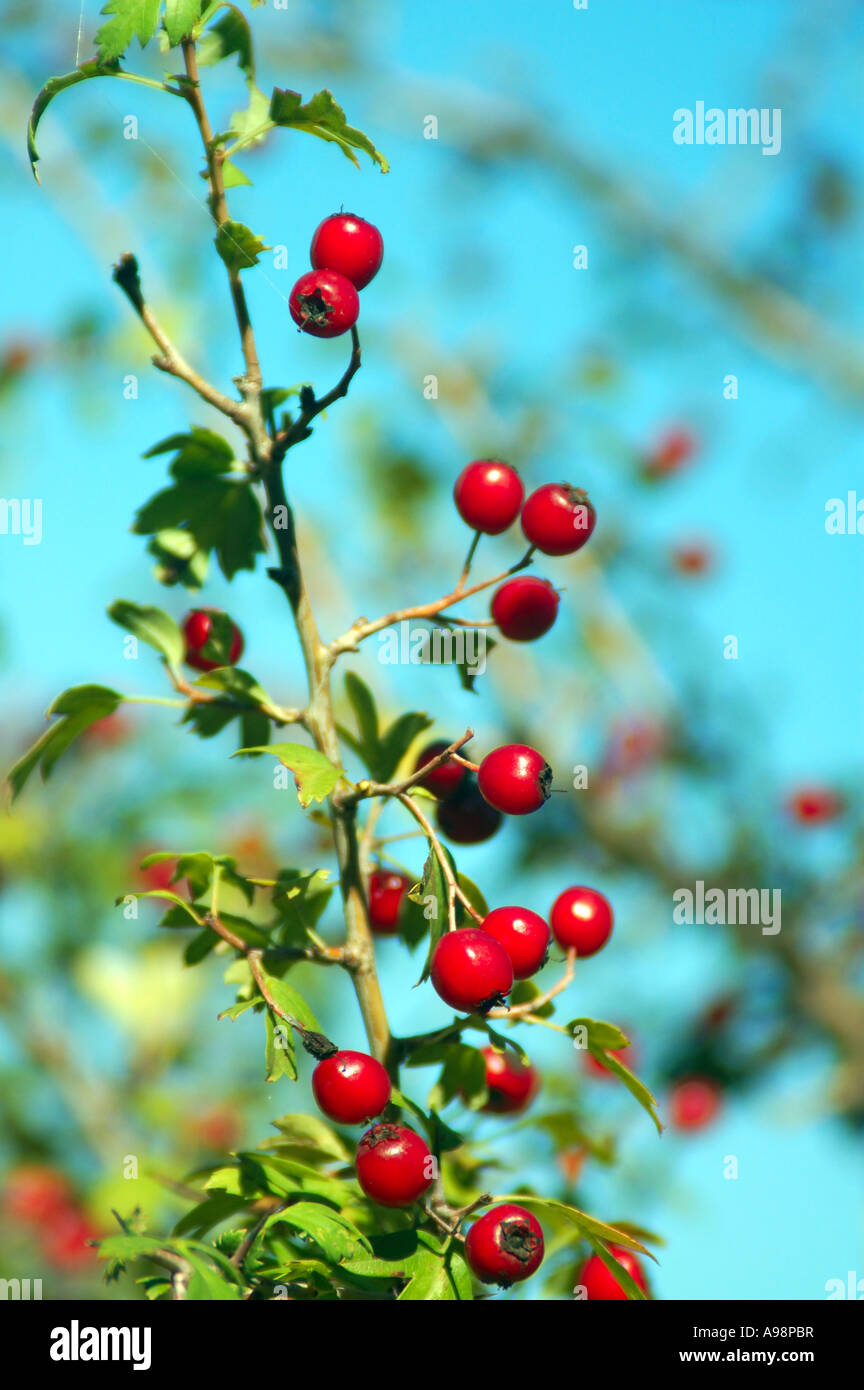 Guarana Plant Stock Photos & Guarana Plant Stock Images - Alamy