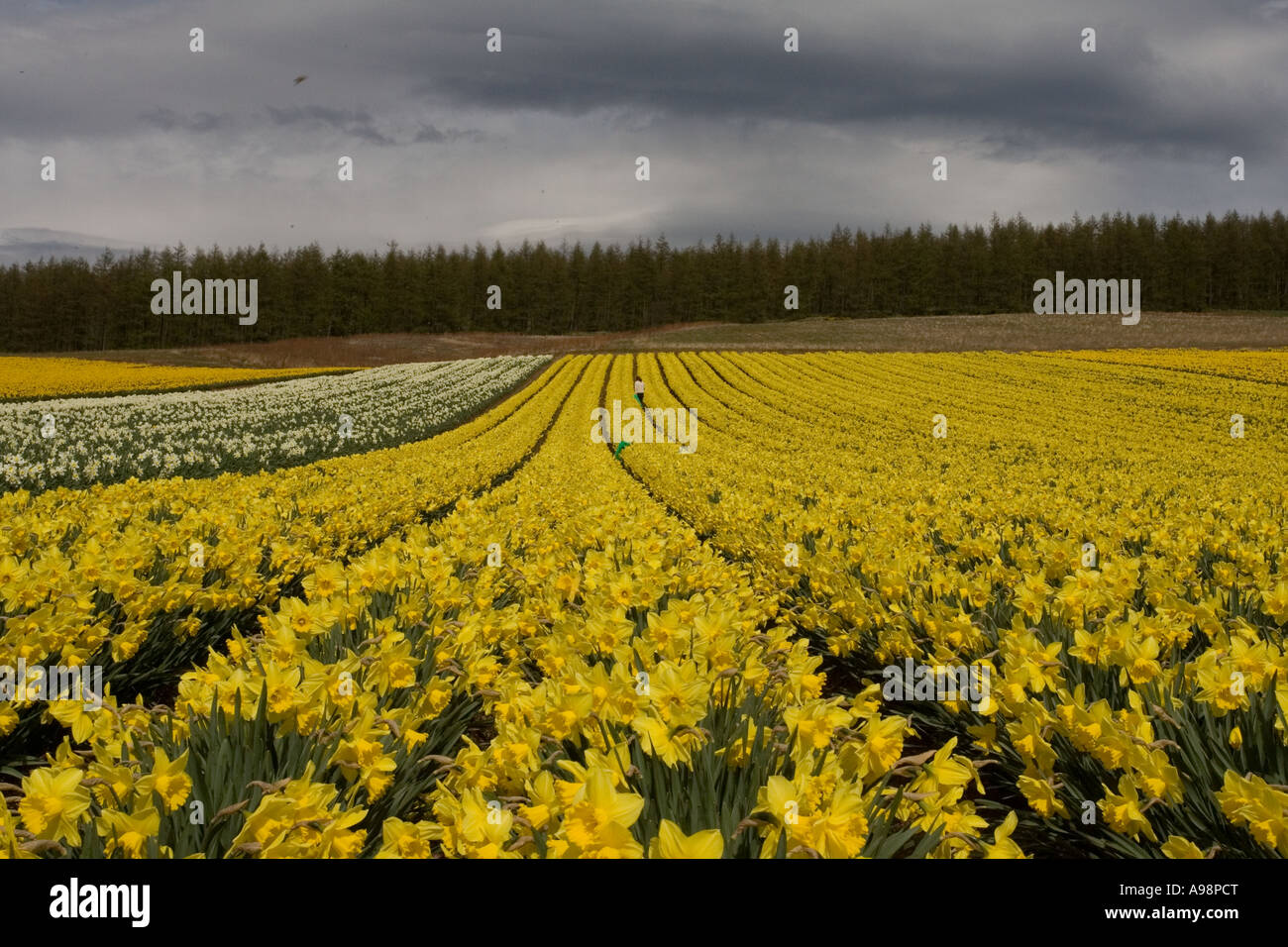 Rows of individual commercial grown Scottish daffodils grown on ...