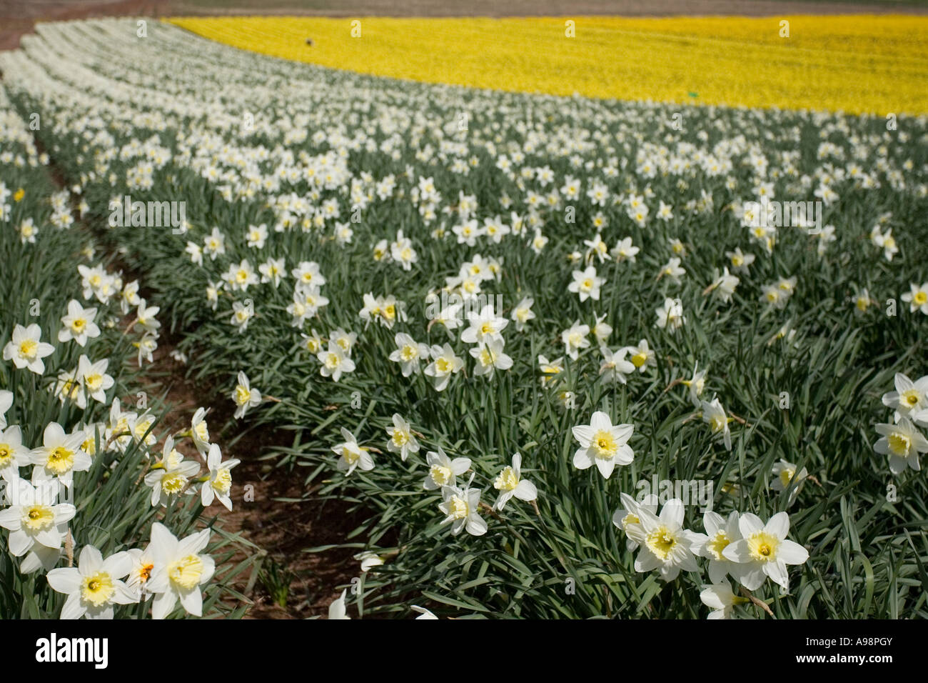 Rows of individual commercial grown Scottish daffodils grown on ...