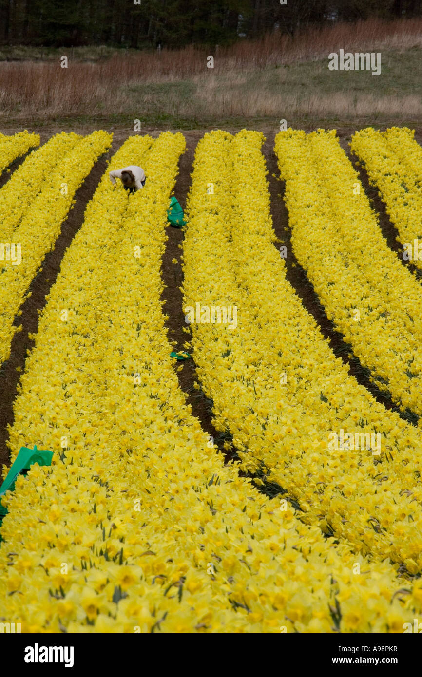 Rows of individual commercial grown Scottish daffodils grown on ...