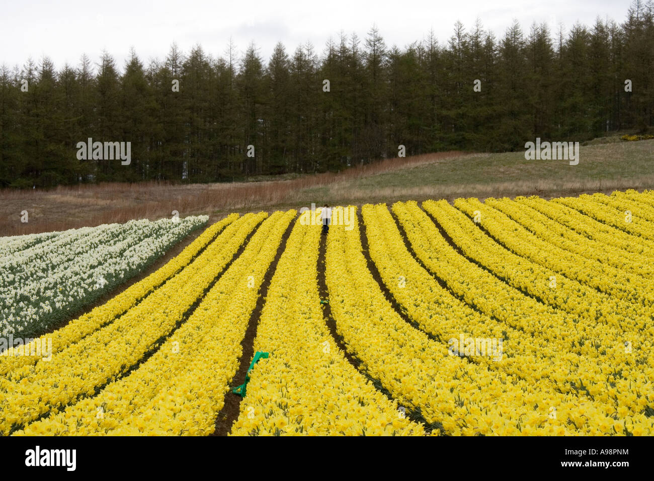 Rows of individual commercial grown Scottish daffodils grown on ...