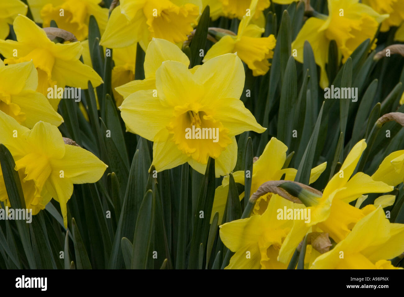 Growers head daffodils hi-res stock photography and images - Alamy
