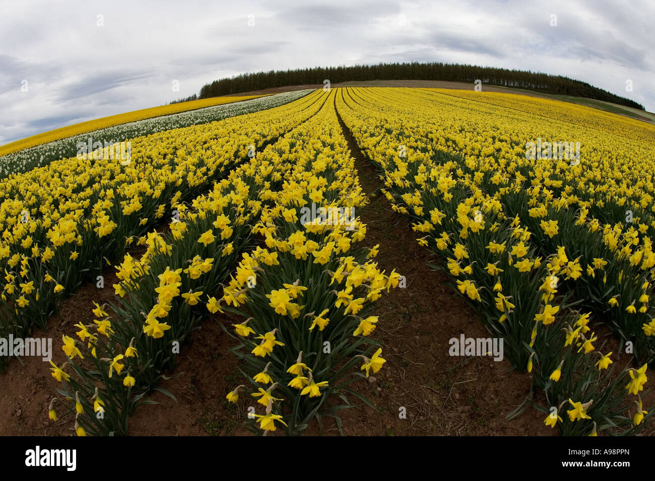 Rows of individual commercial grown Scottish daffodils grown on ...